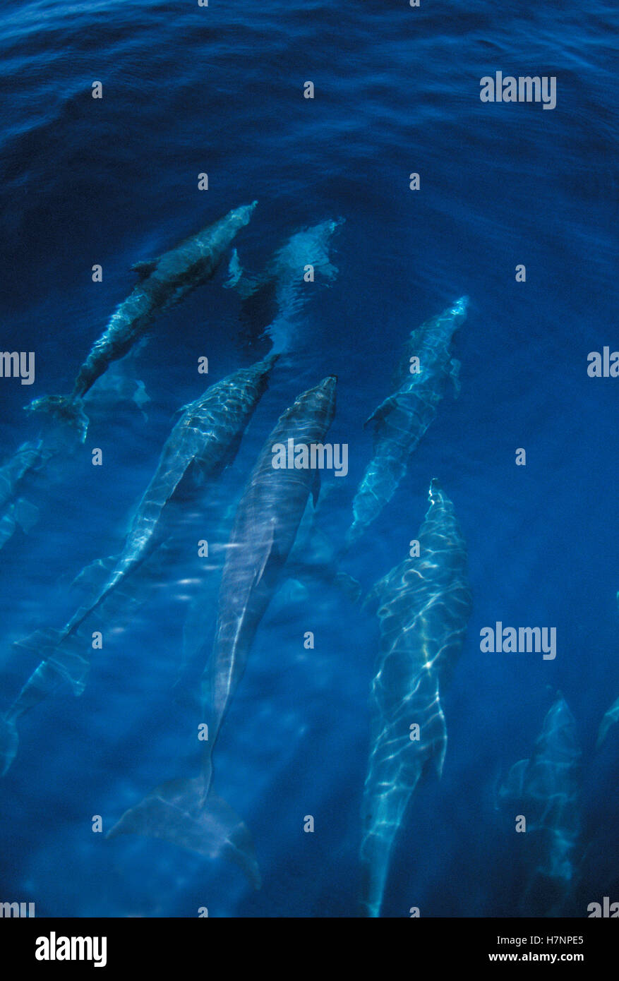 Bottlenose Dolphin (Tursiops truncatus) pod at ocean's surface ...