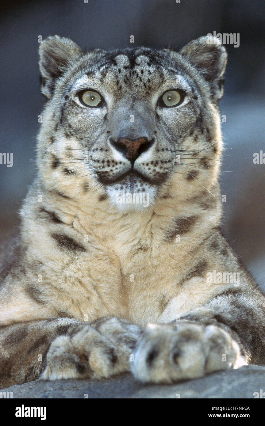 Snow Leopard (Panthera uncia) portrait, native to mountainous regions ...