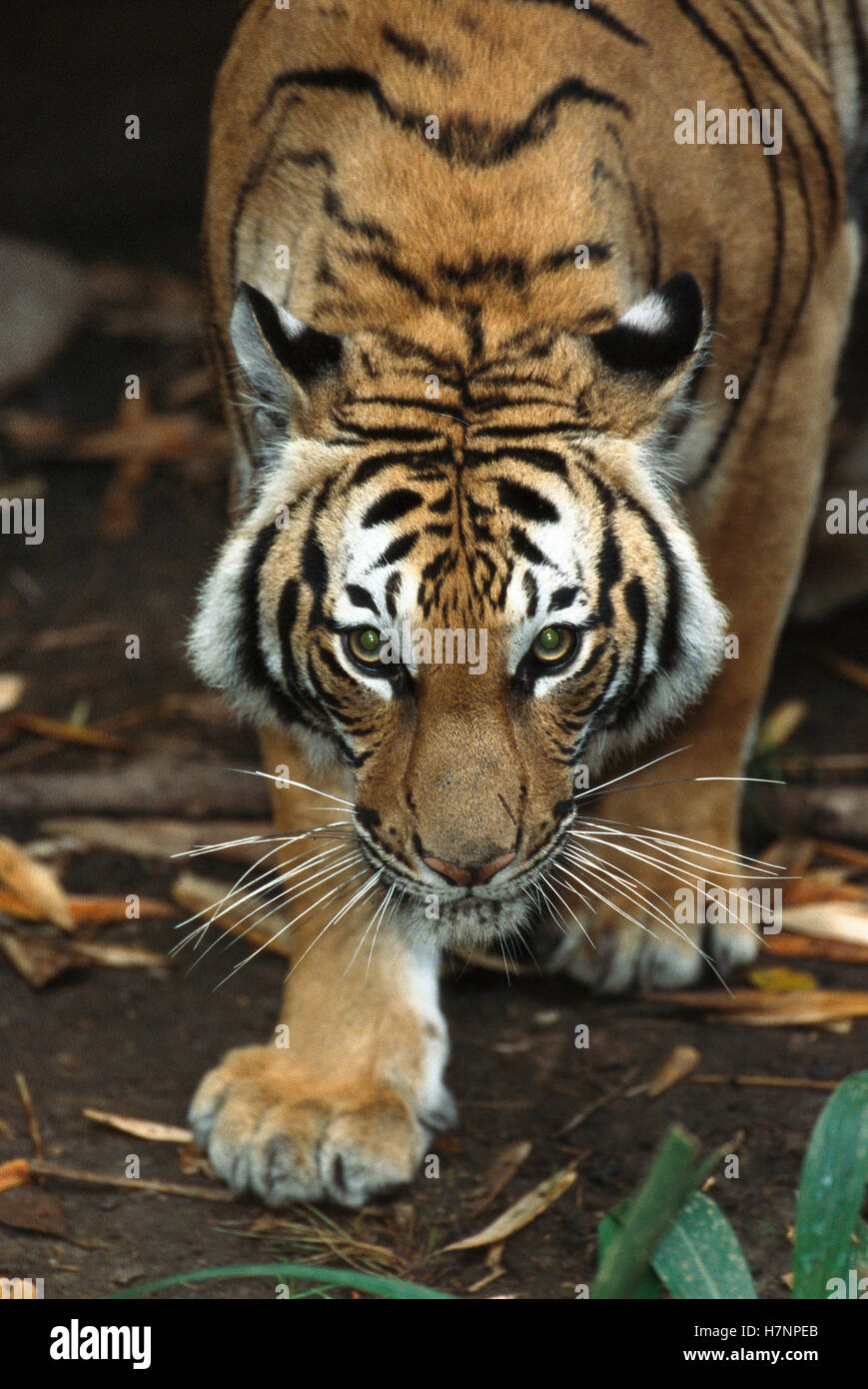Malayan Tiger (Panthera tigris jacksoni), native to Malaysia Stock ...