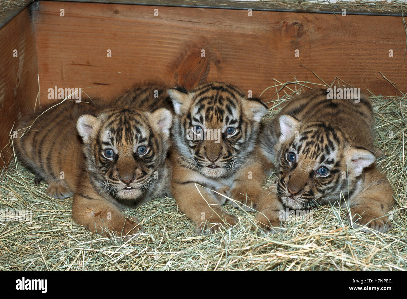Malayan Tiger (Panthera tigris jacksoni) cubs in sleeping box, native ...