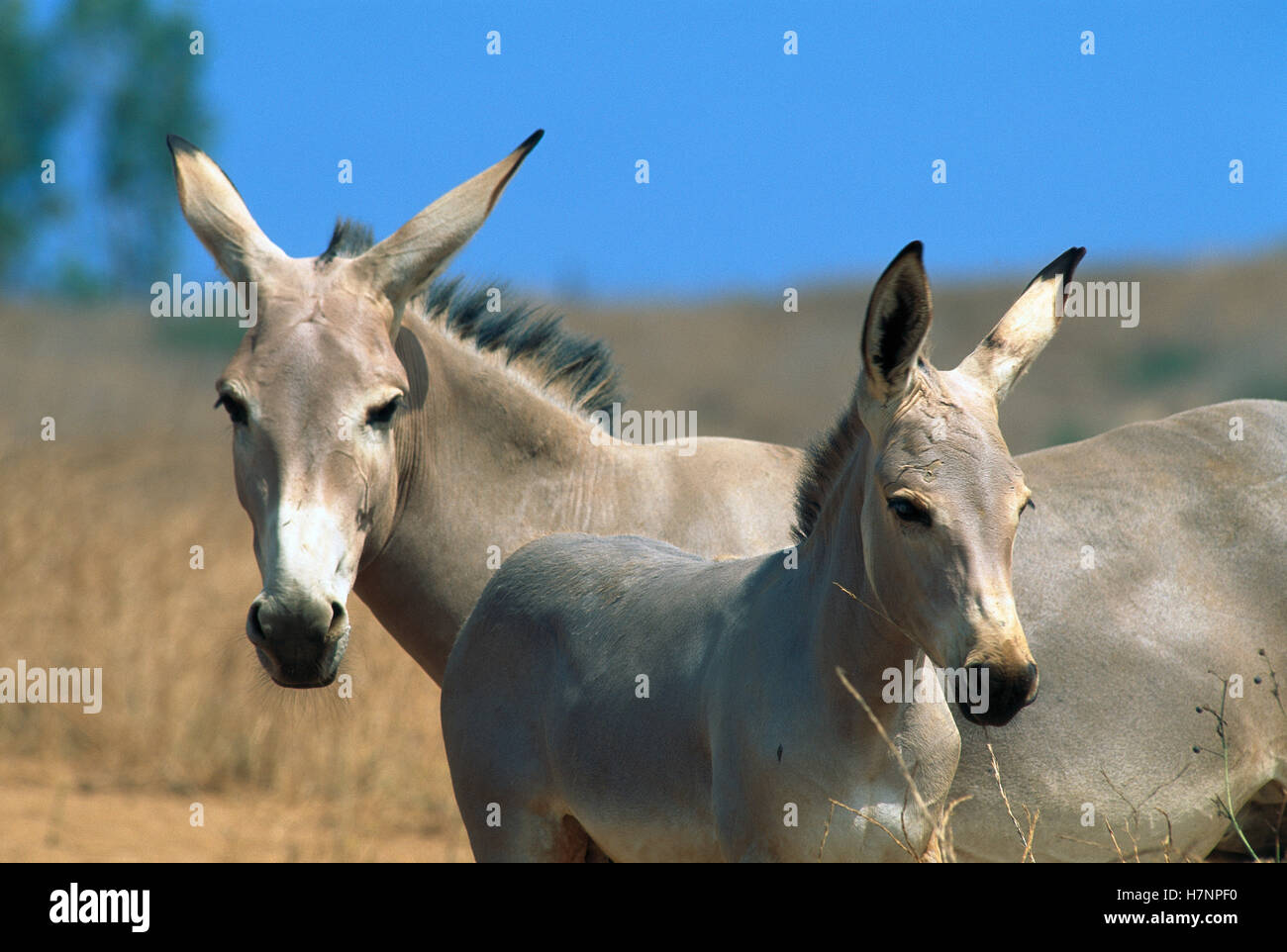 Somali Wild Ass (Equus africanus somalicus) adult and foal, smallest of ...