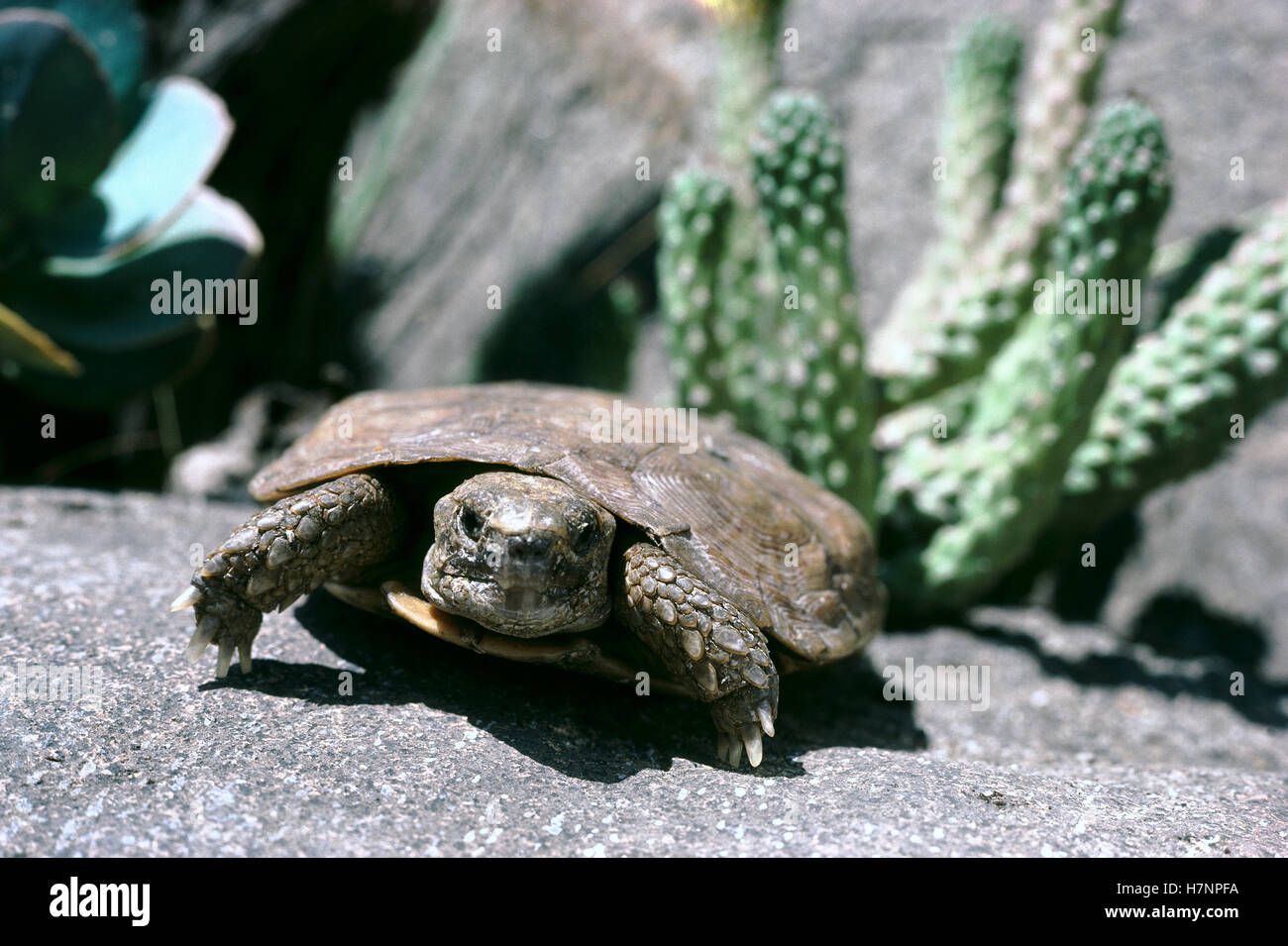 African Pancake Tortoise (Malacochersus tornieri), San Diego Zoo ...
