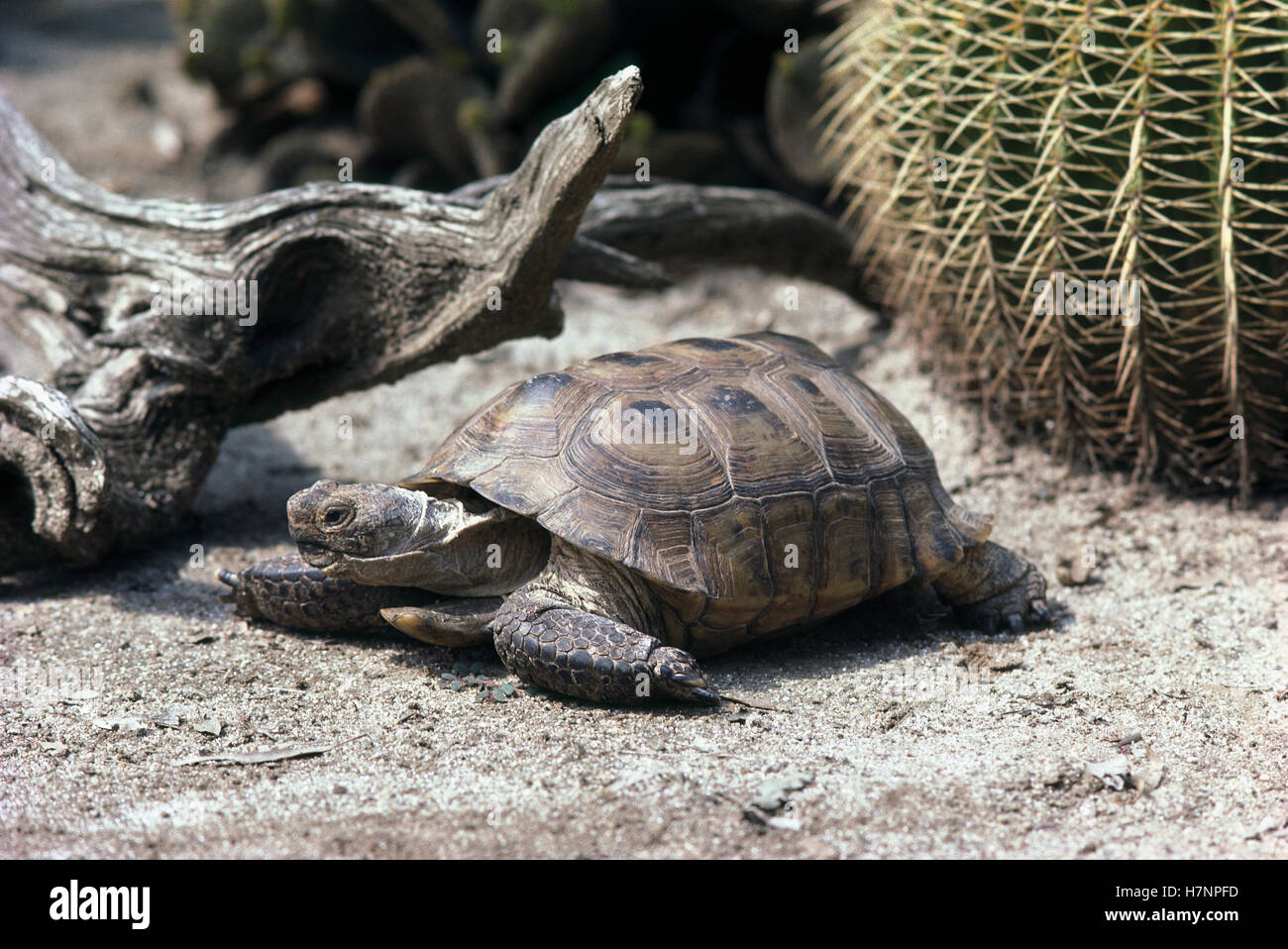 Desert Tortoise (Gopherus agassizii), native to the Mojave and Sonoran ...