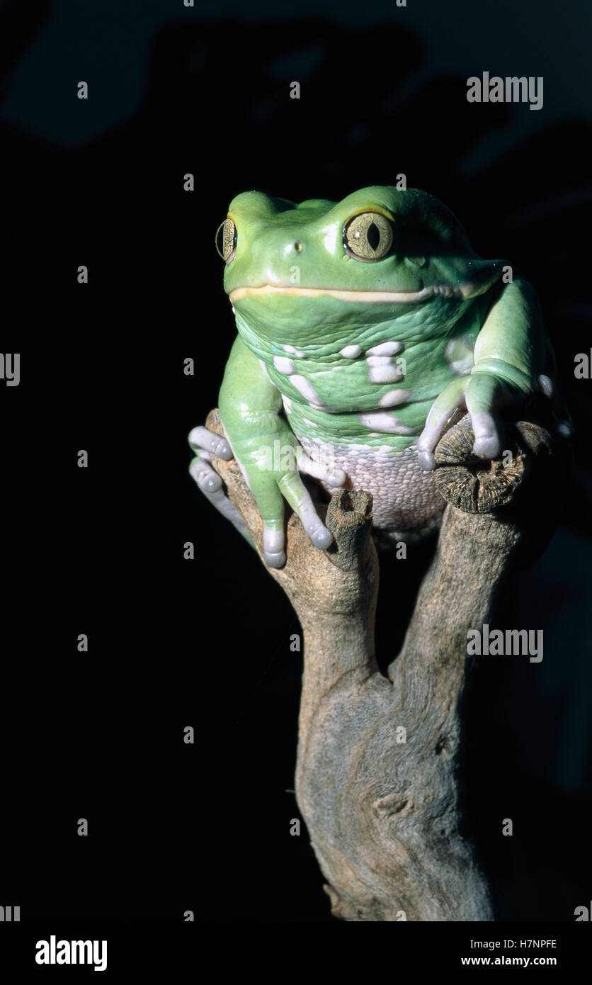 Waxy Monkey Tree Frog (Phyllomedusa sauvagii), native to South America ...