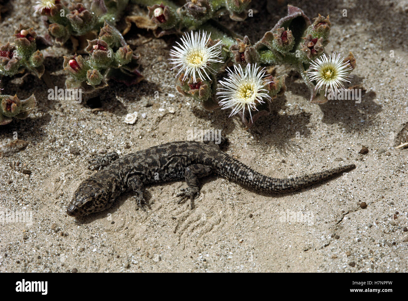 Island Night Lizard (Xantusia riversiana), native to San Nicolas, Santa ...