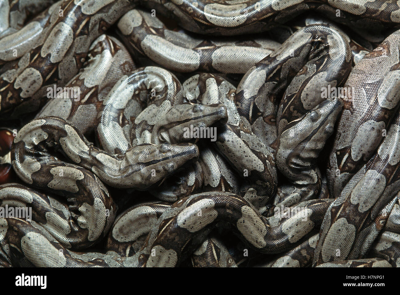 Boa (Boa constrictor constrictor) mass of babies, native to South ...