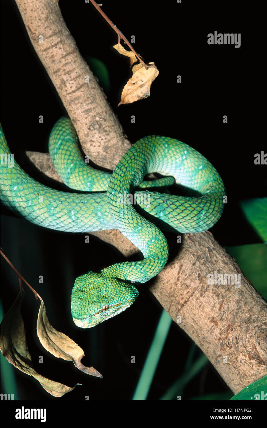 Temple Pit Viper (Trimeresurus wagleri) in tree, extremely venomous ...