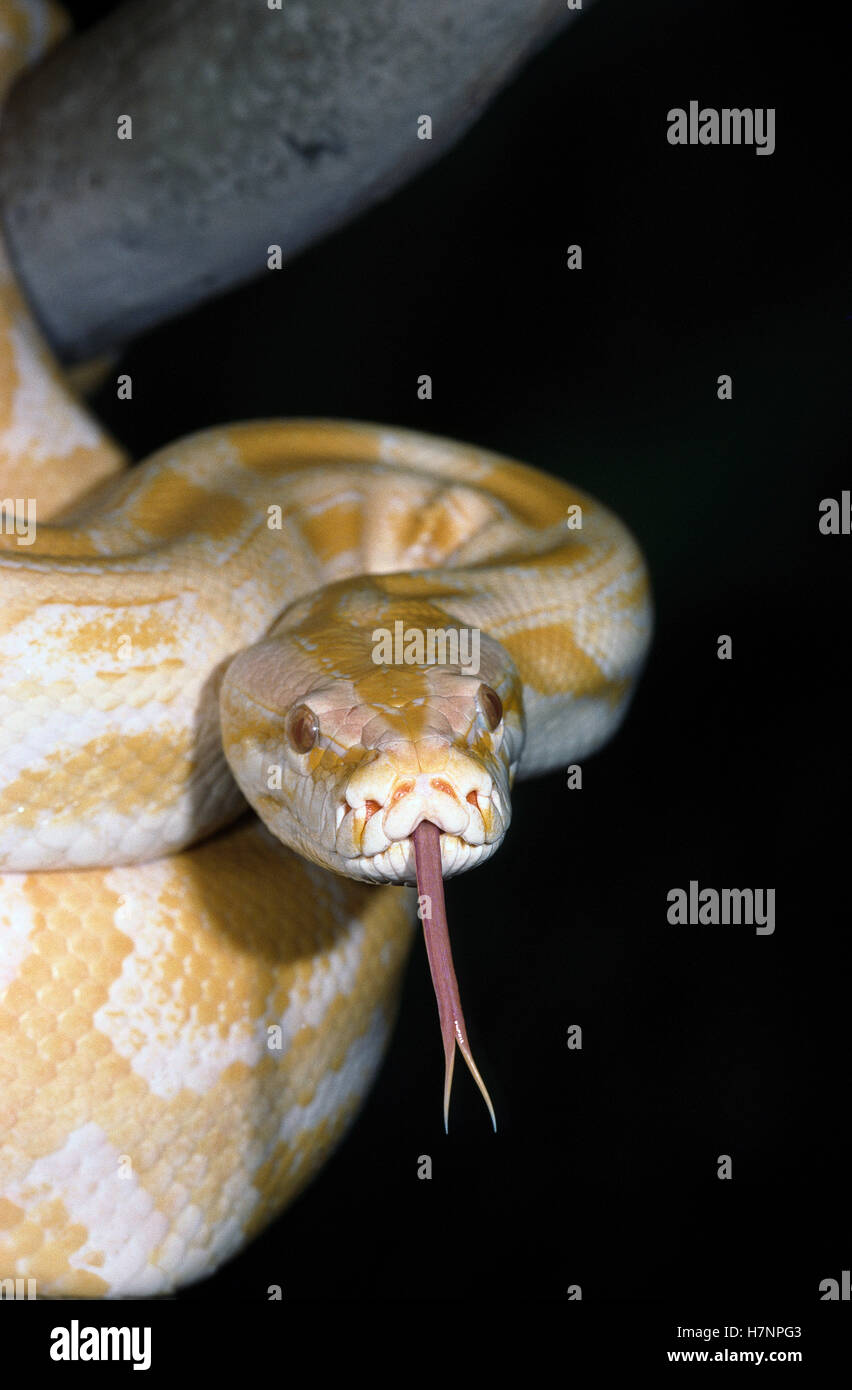 Burmese Python (Python molurus bivittatus) sensing with tongue, native ...