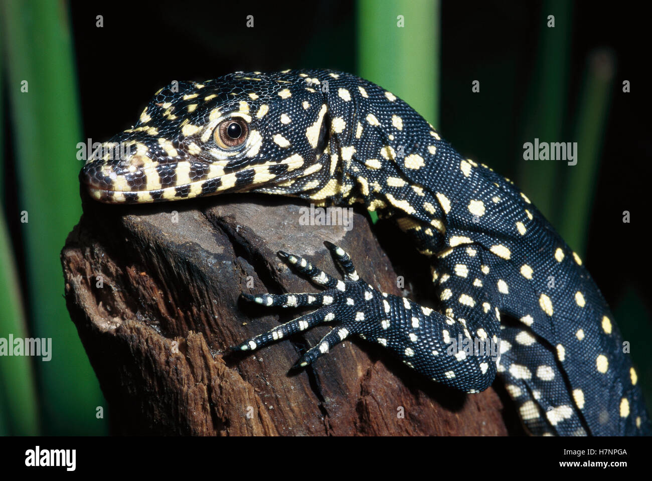 Mangrove Monitor (Varanus indicus) portrait, native to Australia and ...