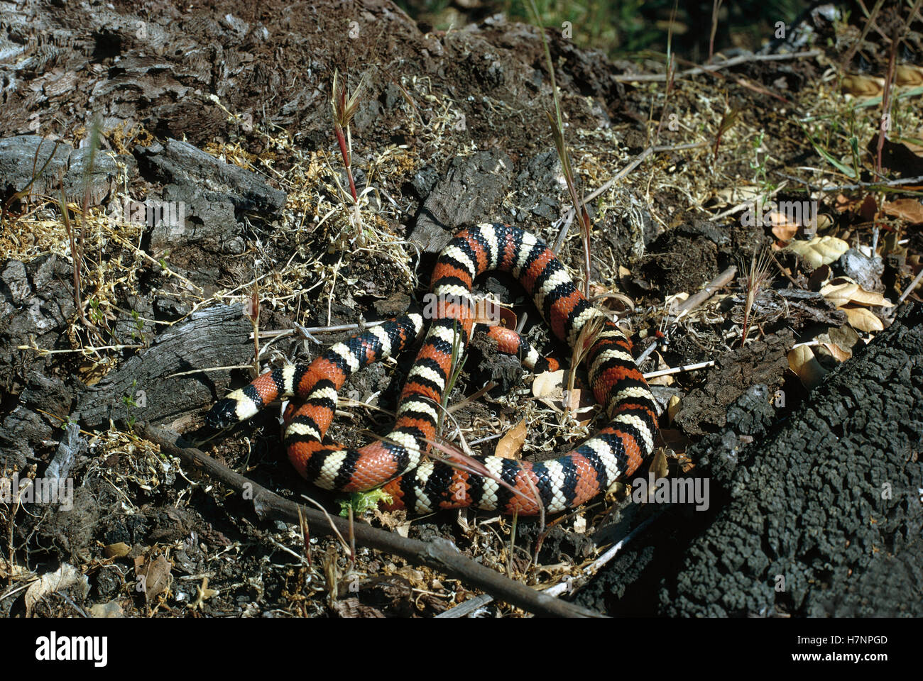 California Mountain Kingsnake (Lampropeltis zonata) portrait, non ...