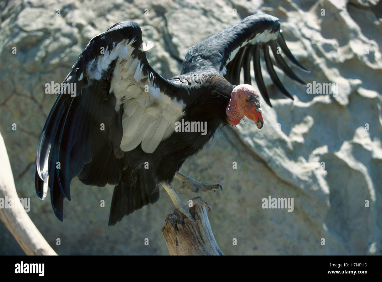 California Condor (Gymnogyps californianus) spreading wings, native to ...