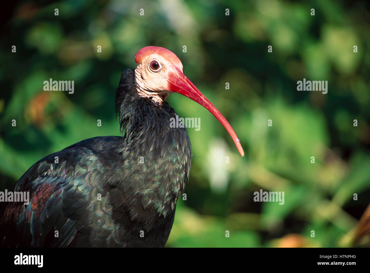 Bald Ibis (Geronticus calvus) portrait, captive animal, native to ...