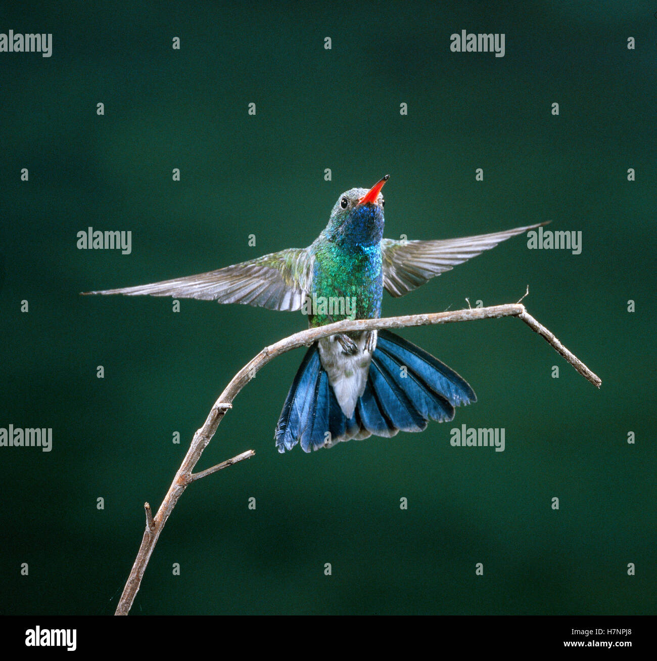 Broad-billed Hummingbird (Cynanthus latirostris) landing on perch ...