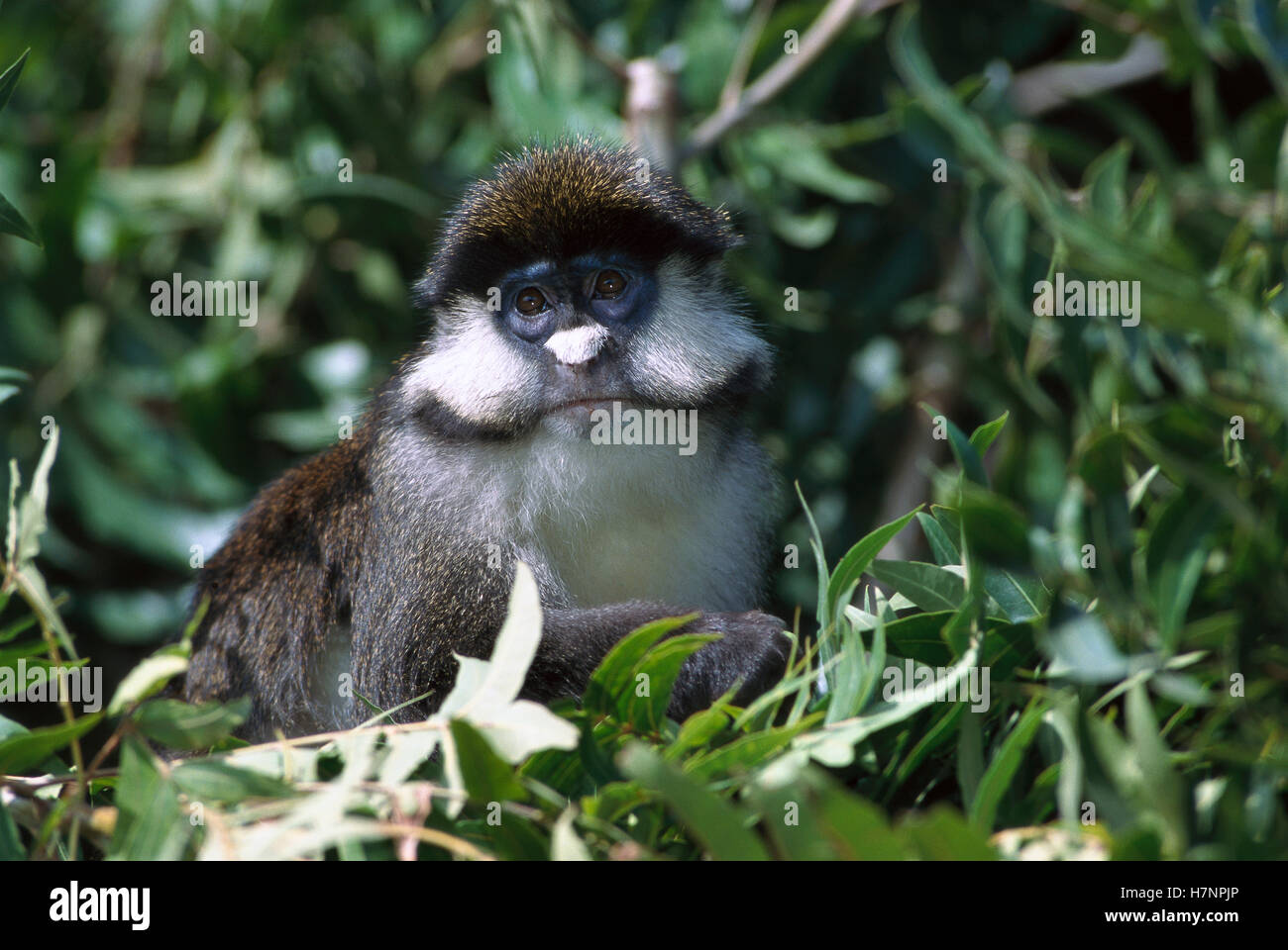 Red-tail Monkey (Cercopithecus ascanius), native to Congo, Kenya and ...