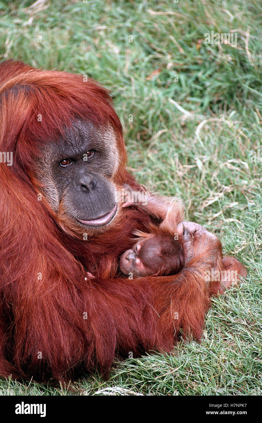 Sumatran Orangutan (Pongo abelii) mother holding baby, native to ...