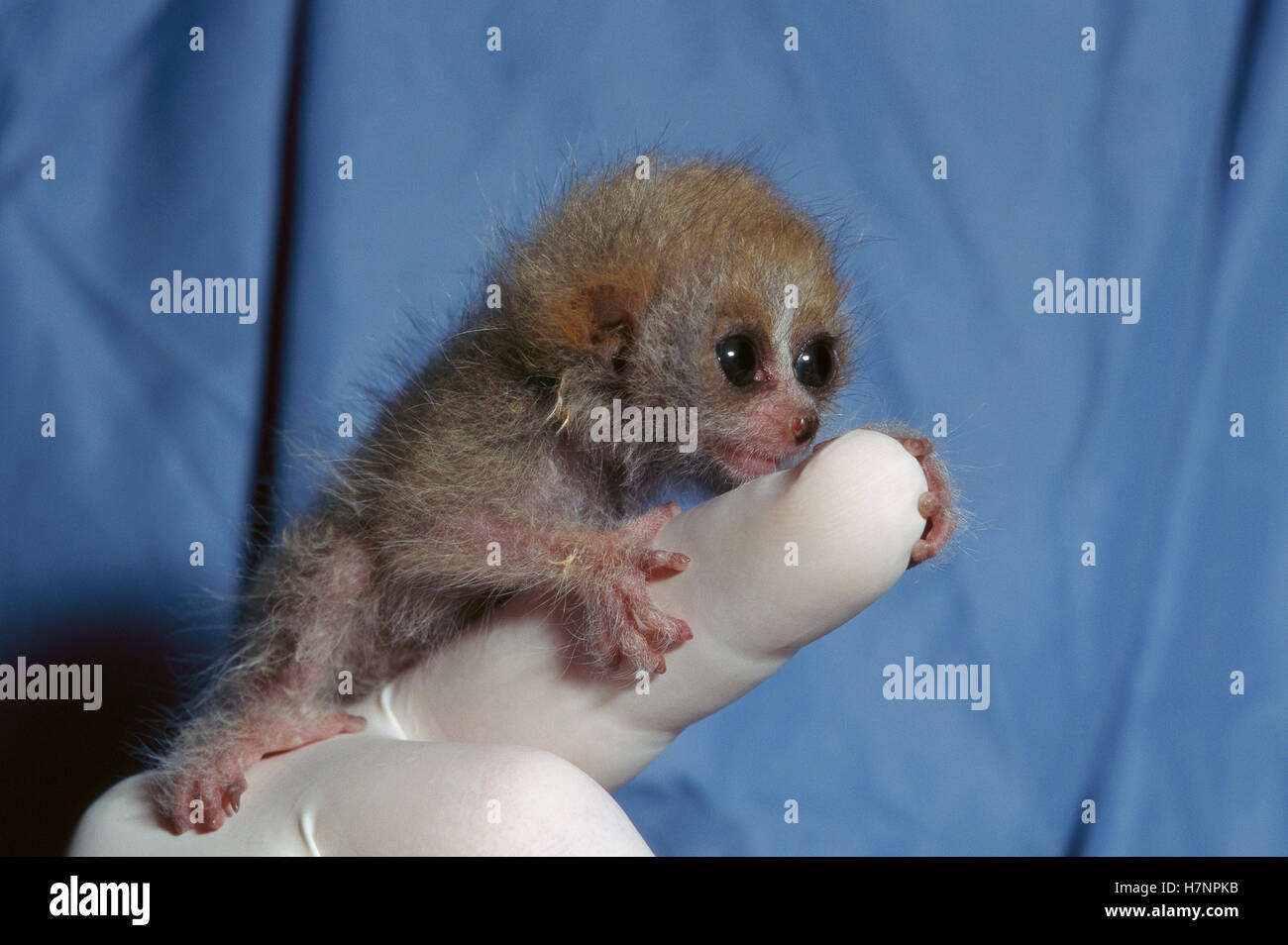 Baby Slender Loris