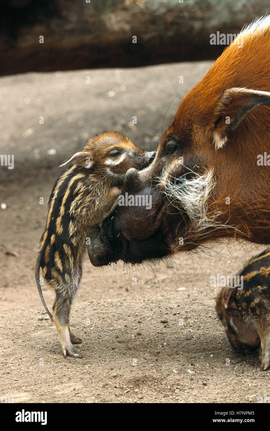 Red River Hog (Potamochoerus porcus) baby and mother interacting, a ...