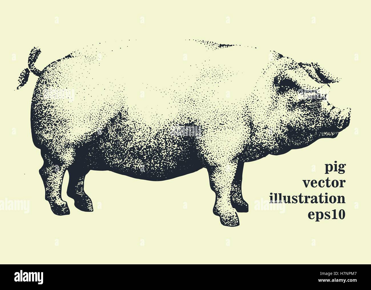 Vector illustration of pig in graphic style, hand drawing illustration ...