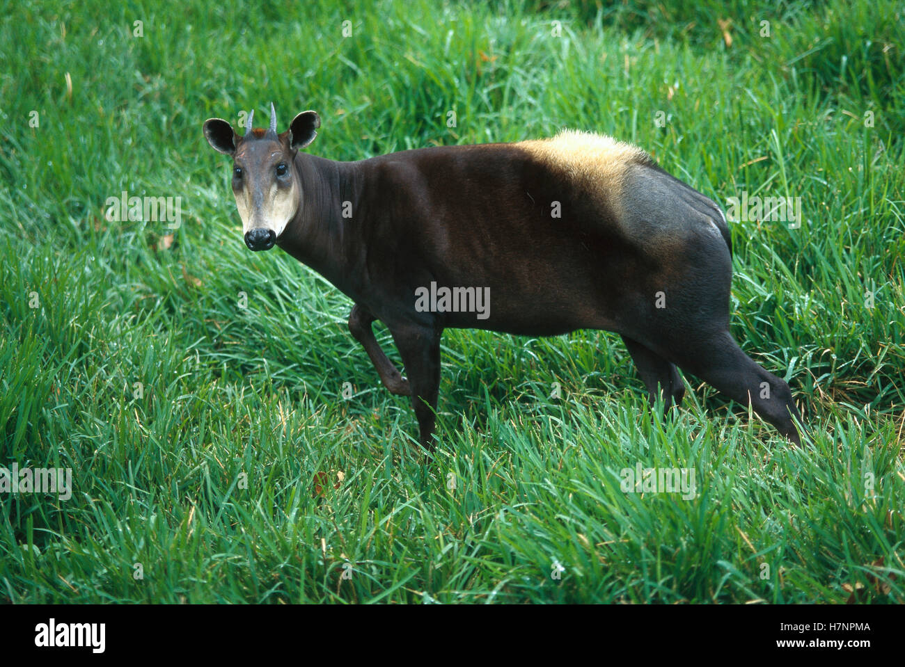 Yellow-backed Duiker (Cephalophus silvicultor) portrait, native to West ...