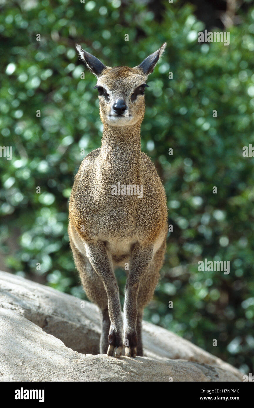 Klipspringer Oreotragus Oreotragus Portrait Native To Zimbabwe Stock