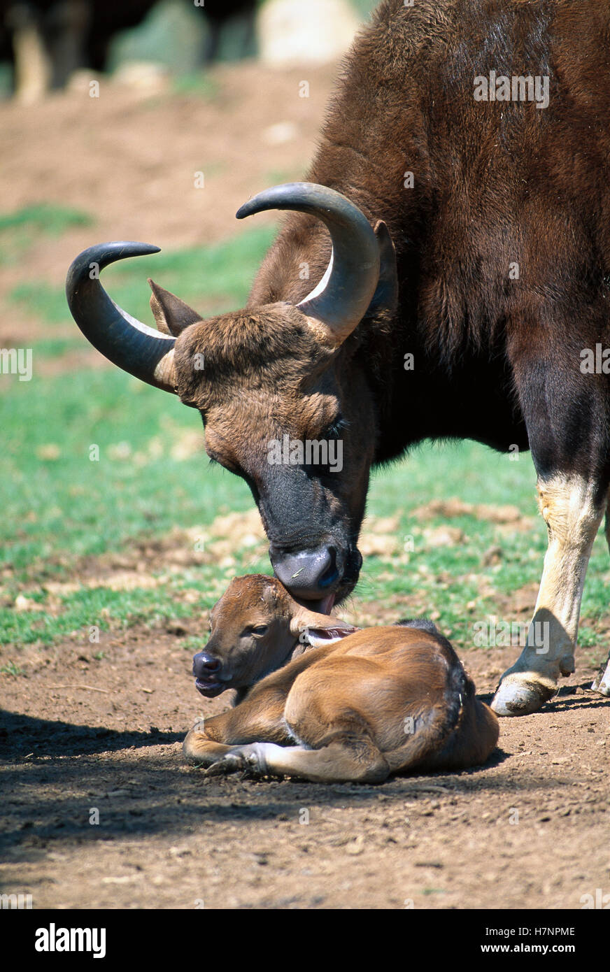 Indian Gaur (Bos frontalis) mother and baby, native to southern Asia ...