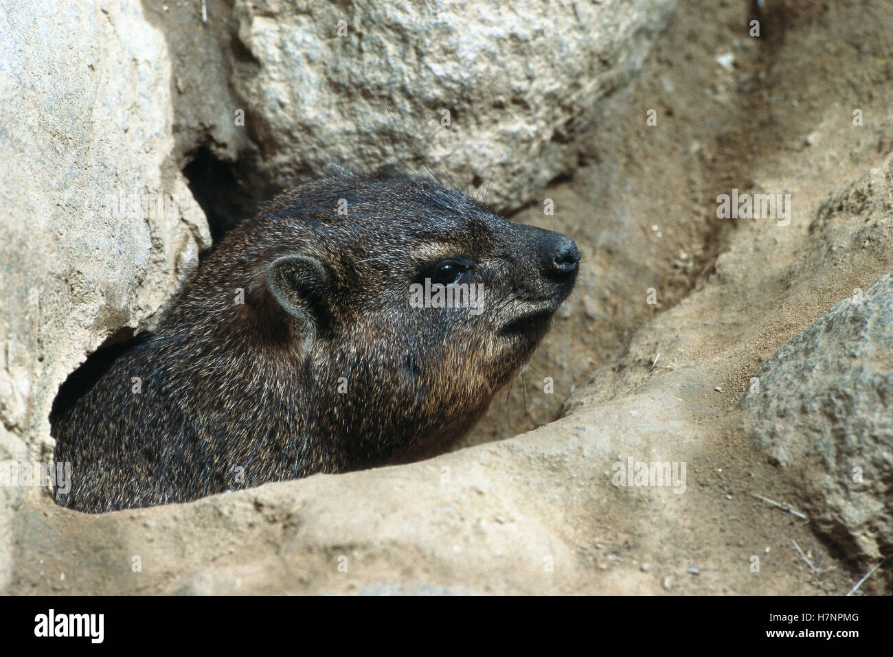 Rock Hyrax (Procavia capensis) peering from burrow, native to Africa ...