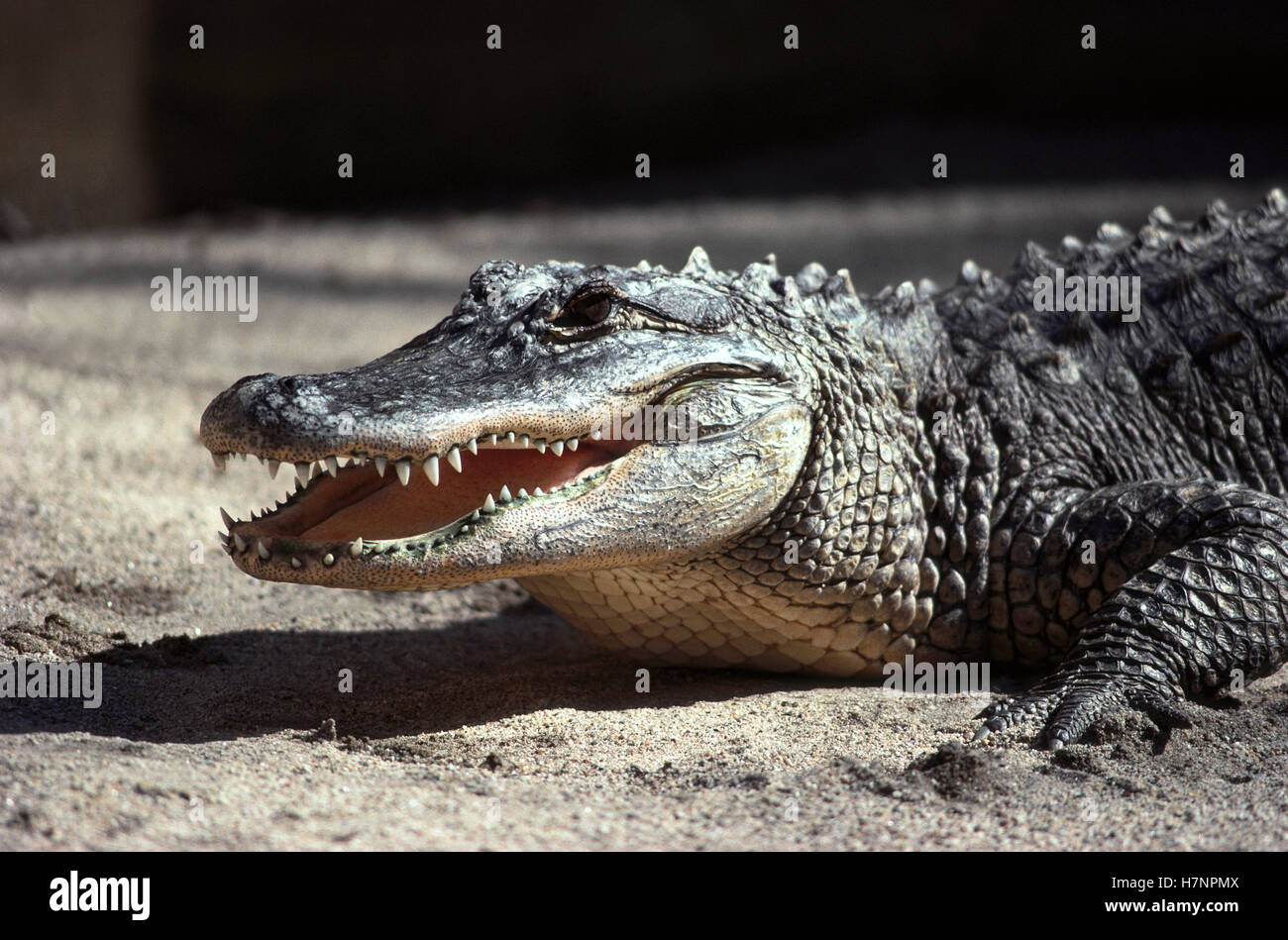 American Alligator (Alligator mississippiensis) portrait, native to ...