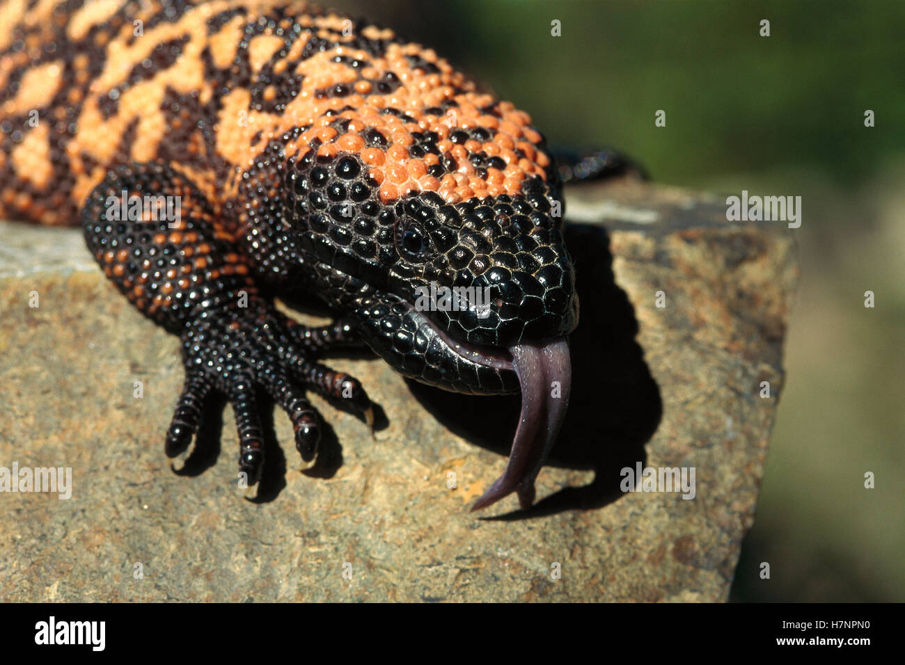 Gila Monster (Heloderma suspectum) sensing with tongue, venomous ...