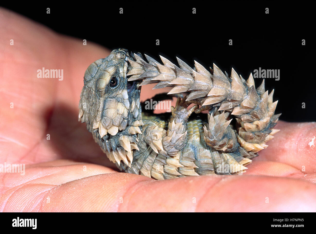 Armadillo Lizard (Cordylus cataphractus) curled up in typical defensive ...