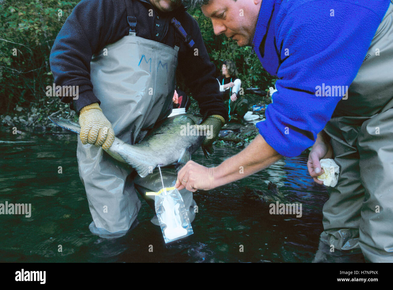 Salmon (Oncorhynchus sp) collecting sperm for fertilization of eggs at ...