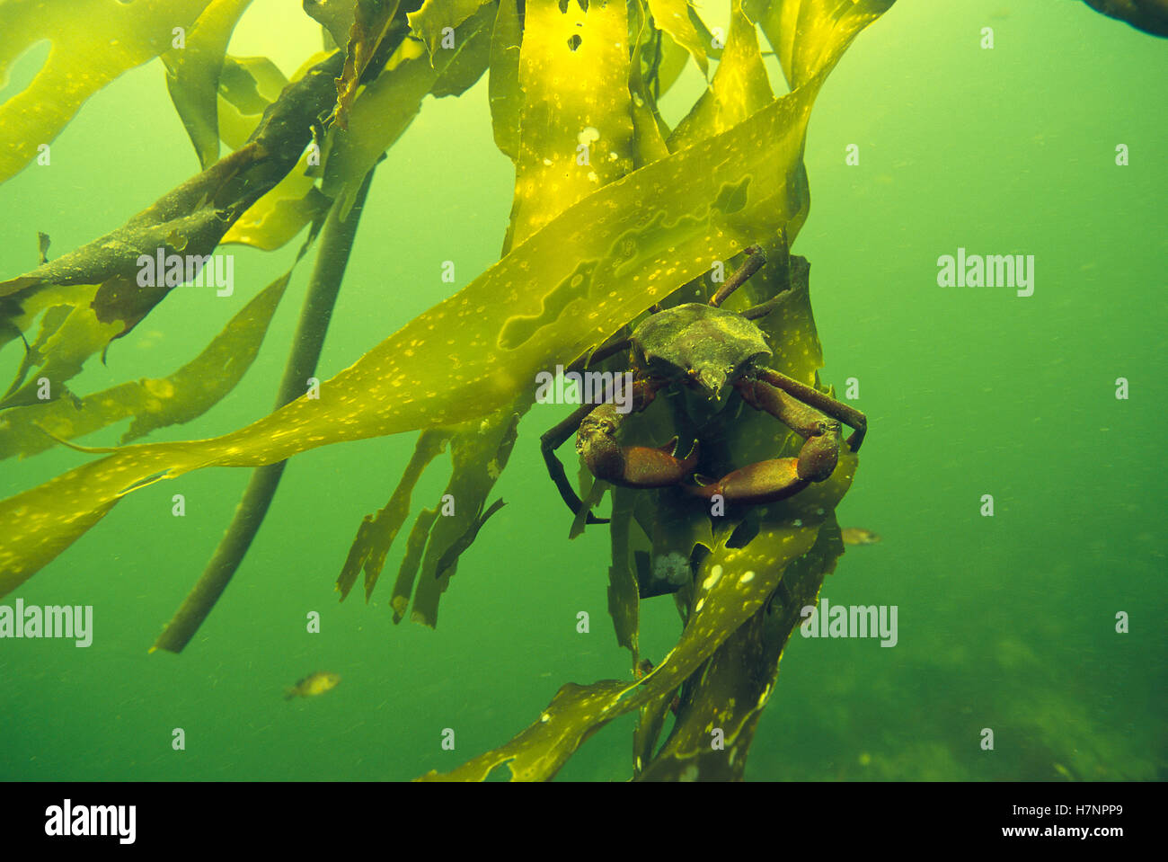 Kelp Crab (Pugettia producta) on Kelp (Macrocystis pyrifera) underwater, Clayoquot Sound ...