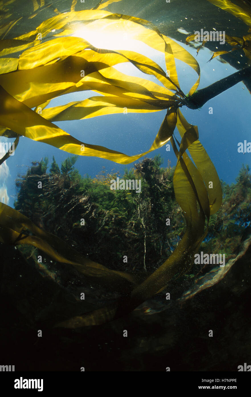 Bull Kelp (Nereocystis luetkeana) underwater with evergreen forest in ... Bull Kelp (Nereocystis luetkeana) underwater with evergreen forest in ...