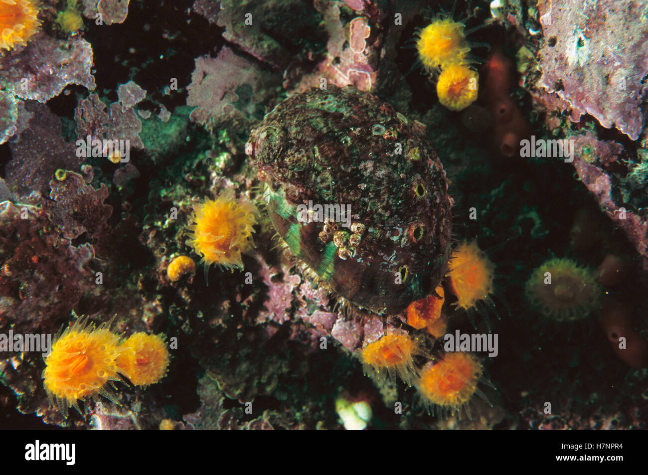 Northern Abalone (Haliotis kamtschatkana) underwater, Clayoquot Sound ...