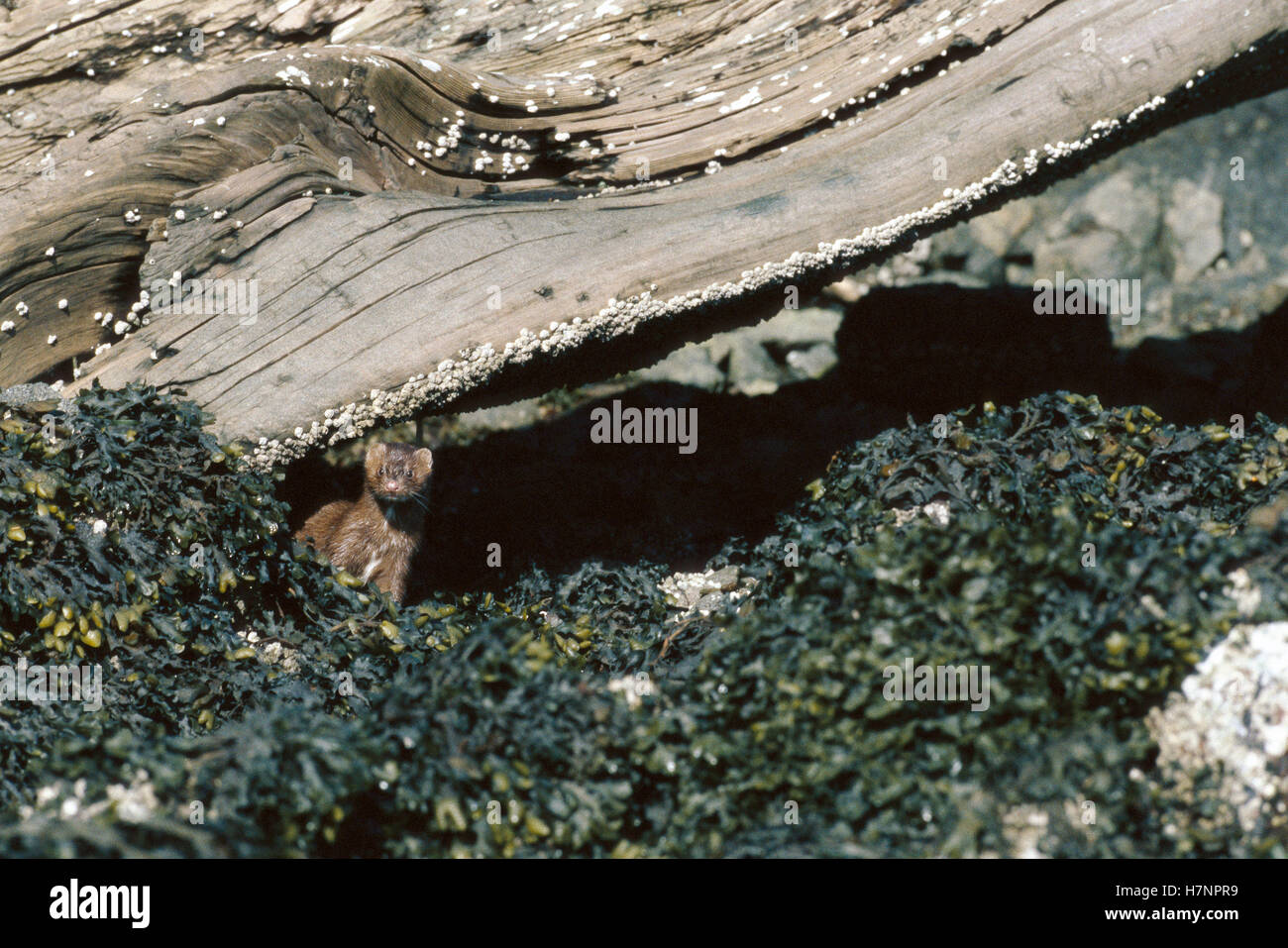 American Mink (Neovison vison) on beach, Clayoquot Sound, Vancouver ...