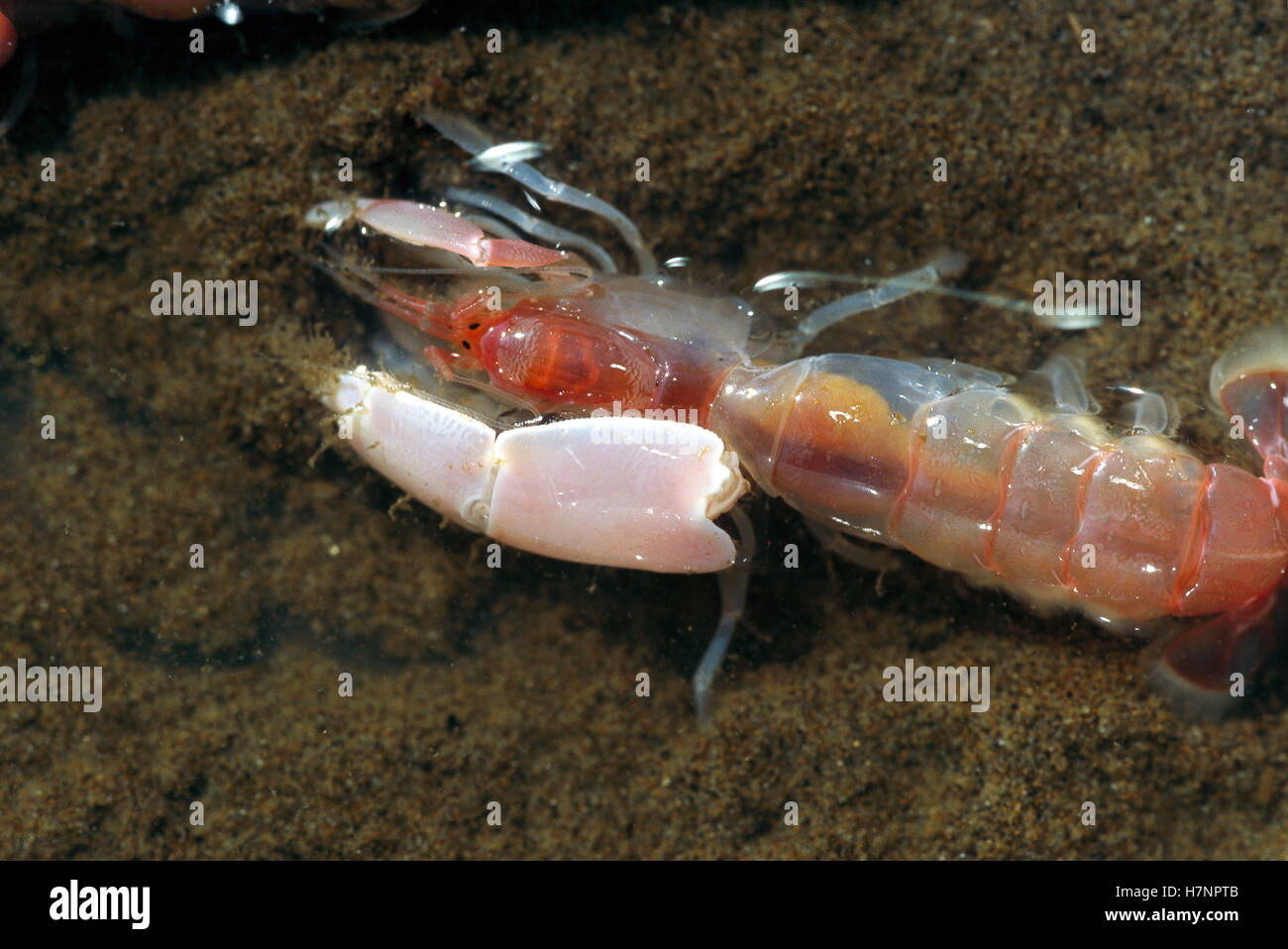 Bay Ghost Shrimp (Neotrypaea californiensis) food for Gray Whales ...