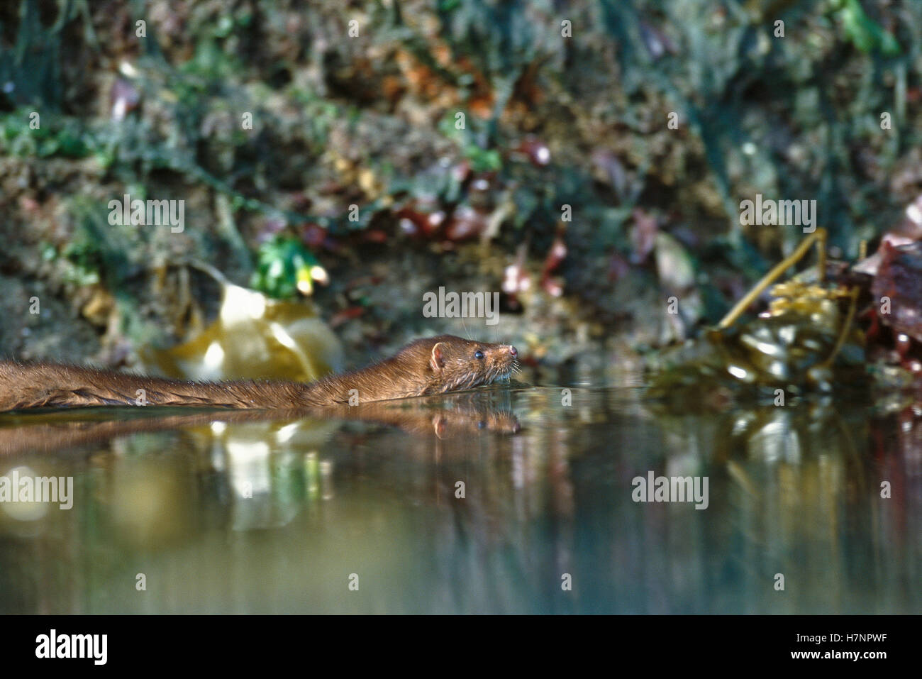 American Mink (Neovison vison) swimming, Clayoquot Sound, Vancouver ...