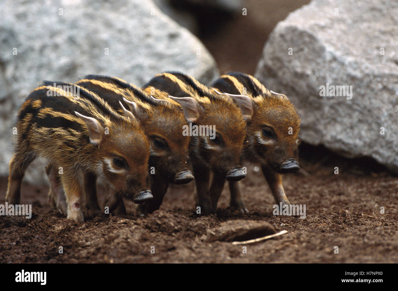Red River Hog (Potamochoerus porcus) four babies, a highly social bush ...