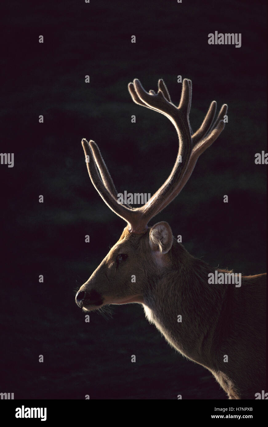 Barasingha (Rucervus duvaucelii) backlit profile, native to northern ...