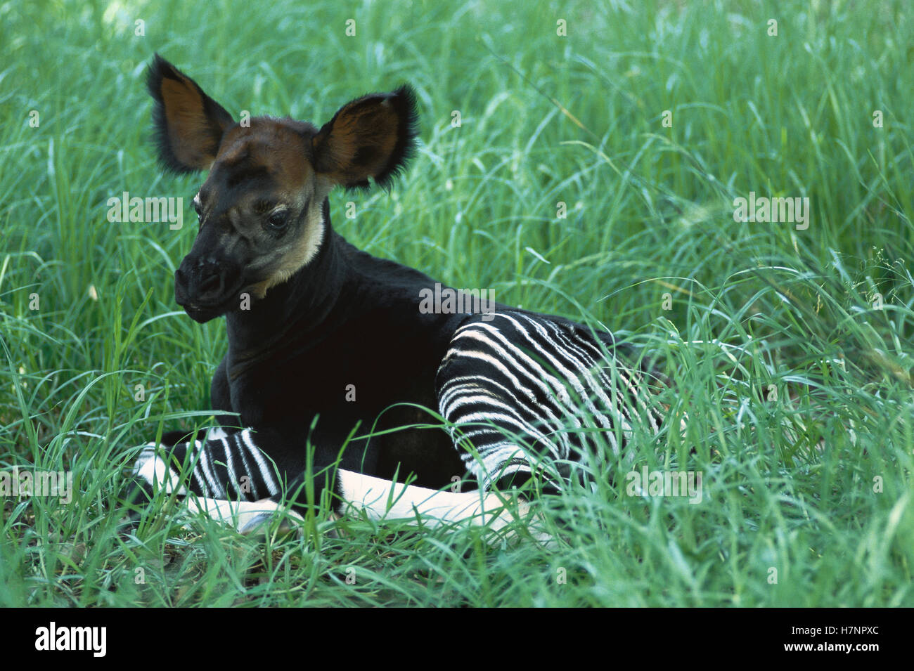 Okapi (Okapia johnstoni) calf resting in grass, native to tropical ...