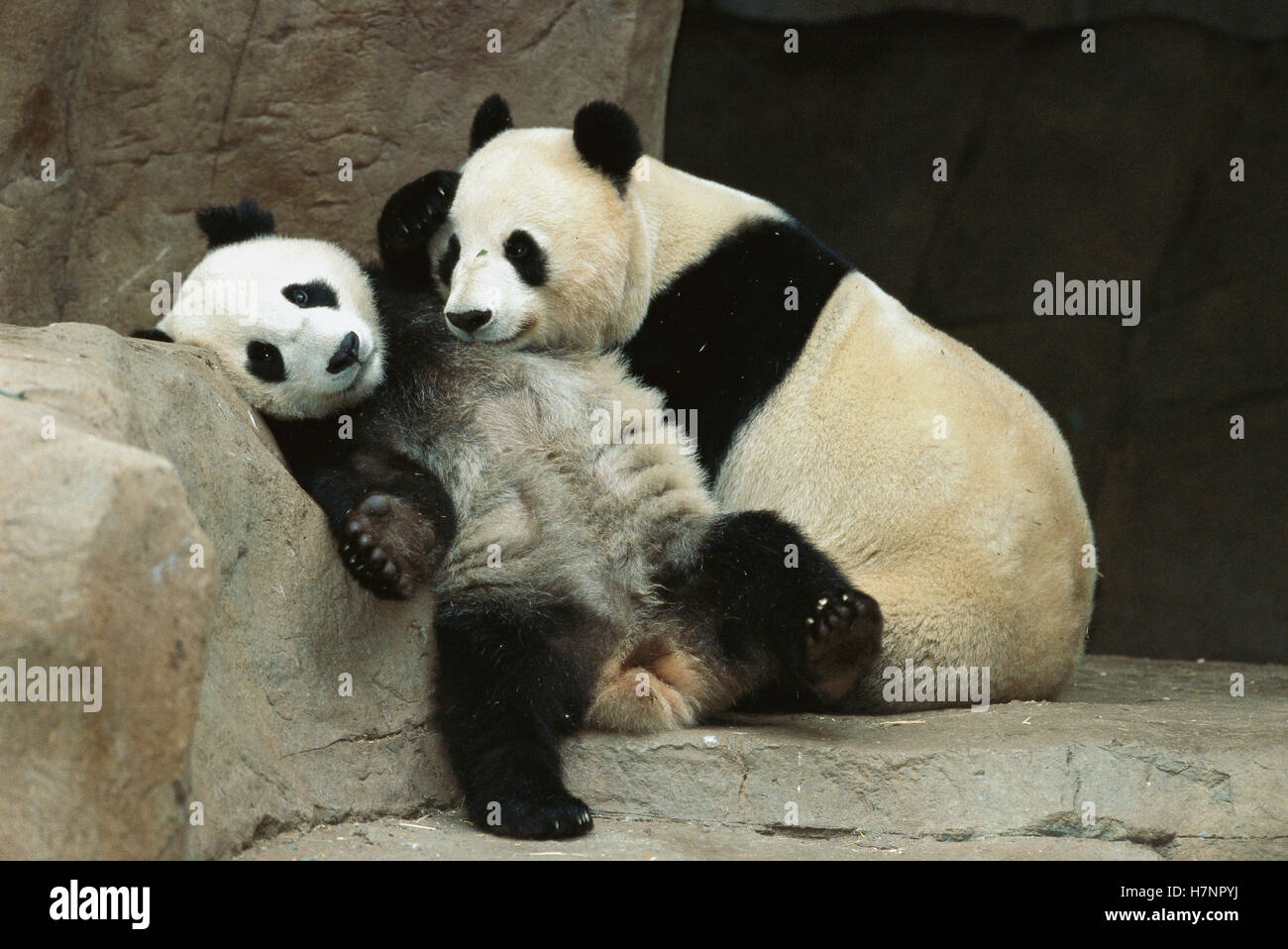 Giant Panda Ailuropoda Melanoleuca Mother Bai Yun Cuddling With Her