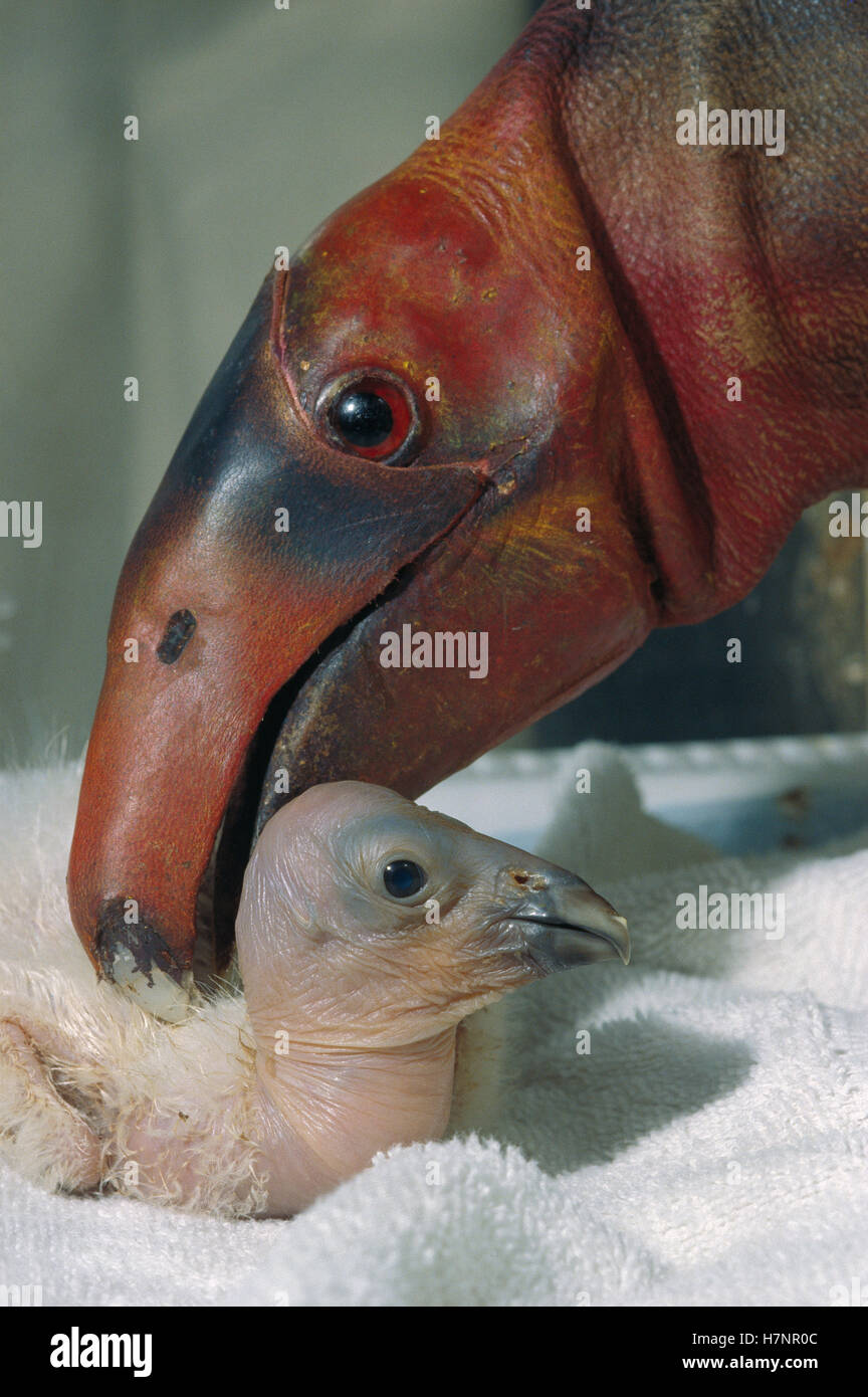 Ugly puppet hi-res stock photography and images - Alamy