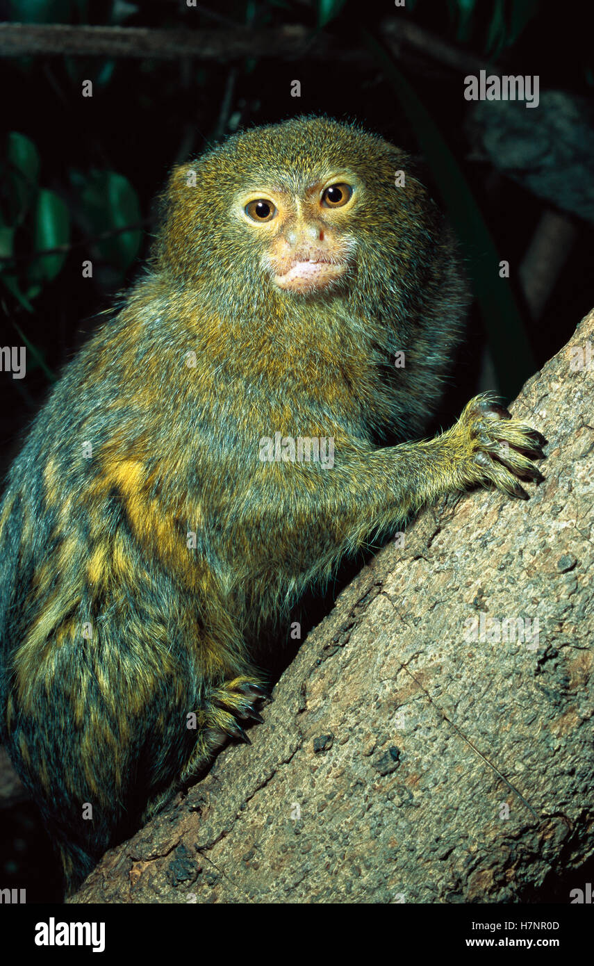 Pygmy Marmoset (Cebuella pygmaea) portrait, native to South America ...
