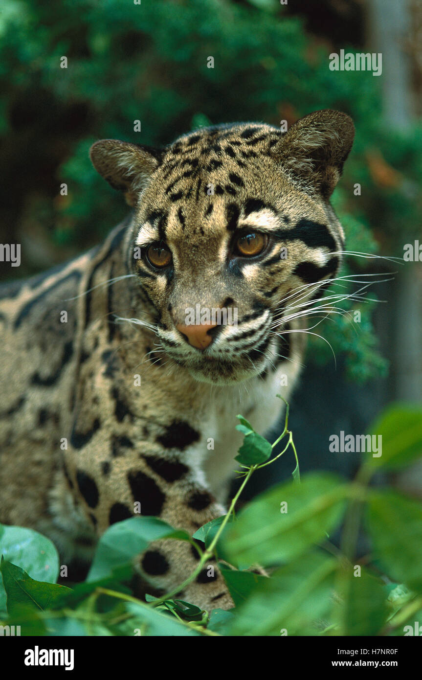 Clouded Leopard (Neofelis nebulosa) portrait, native to southeastern ...