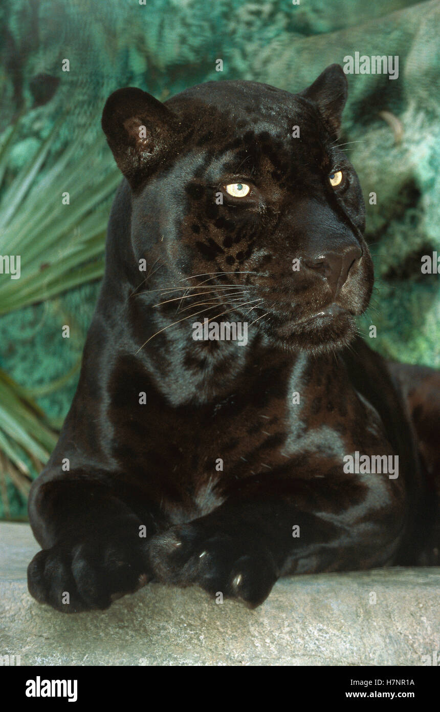 Leopard (Panthera pardus) melanistic dark color phase, native to ...