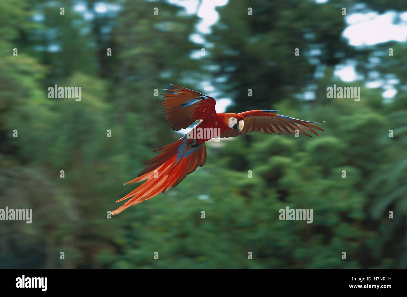 Scarlet Macaw (Ara macao) flying, native to South America Stock Photo ...