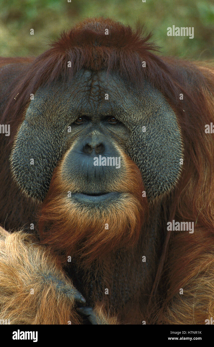 Orangutan (Pongo pygmaeus) male portrait showing large cheek pads ...