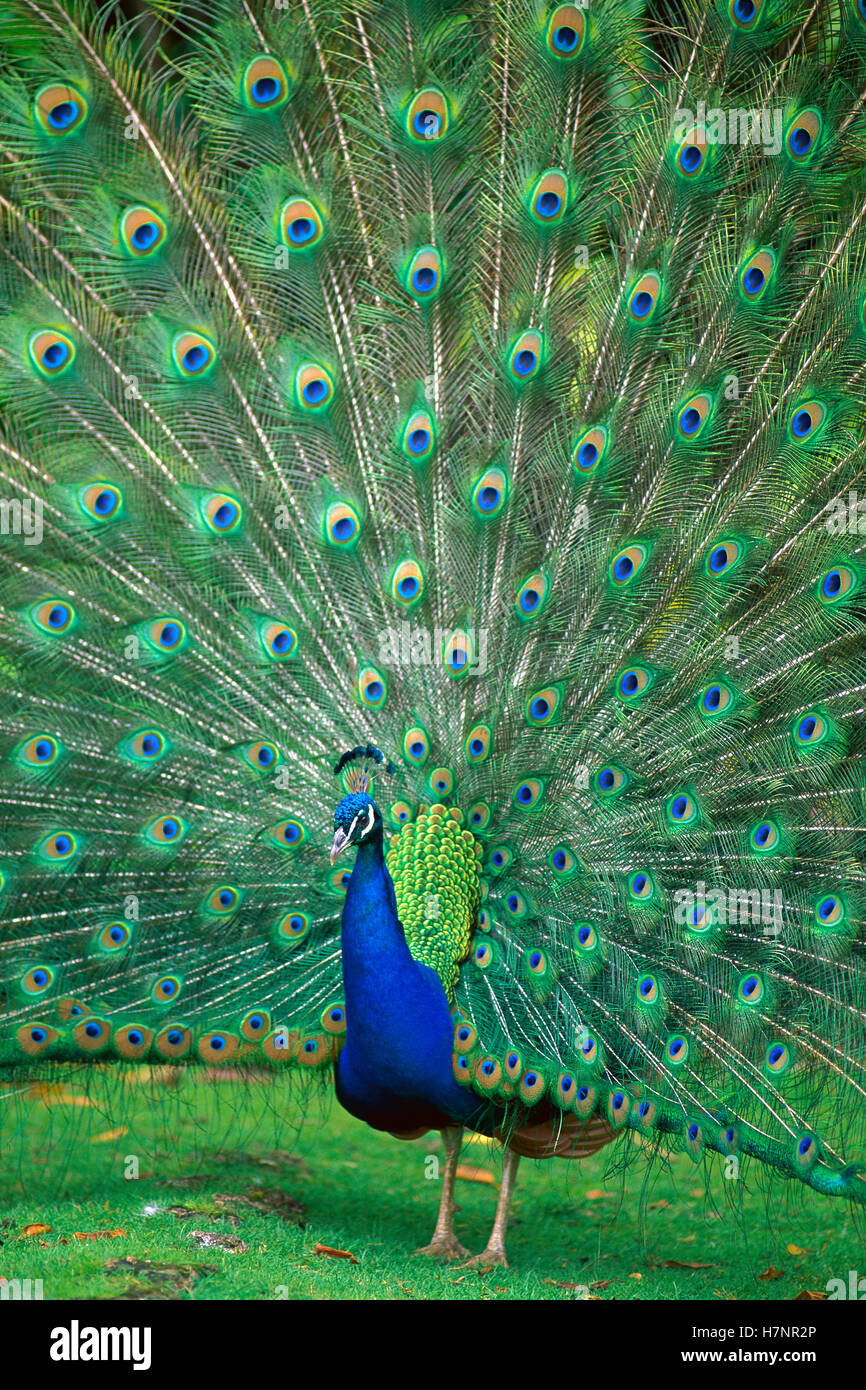 Indian Peafowl (Pavo cristatus) male in full display, San Diego Zoo ...
