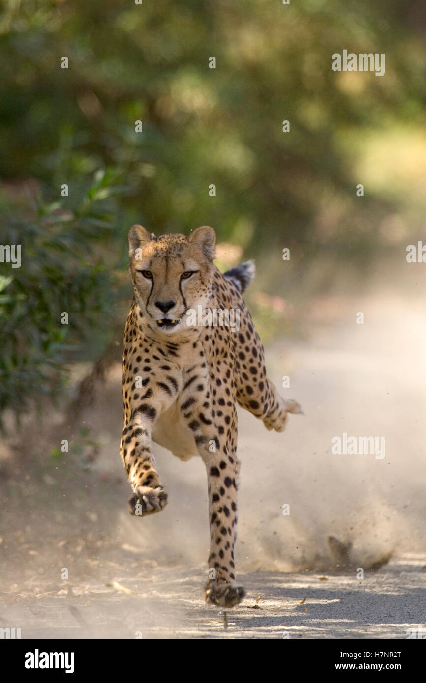 Cheetah stride hi-res stock photography and images - Alamy