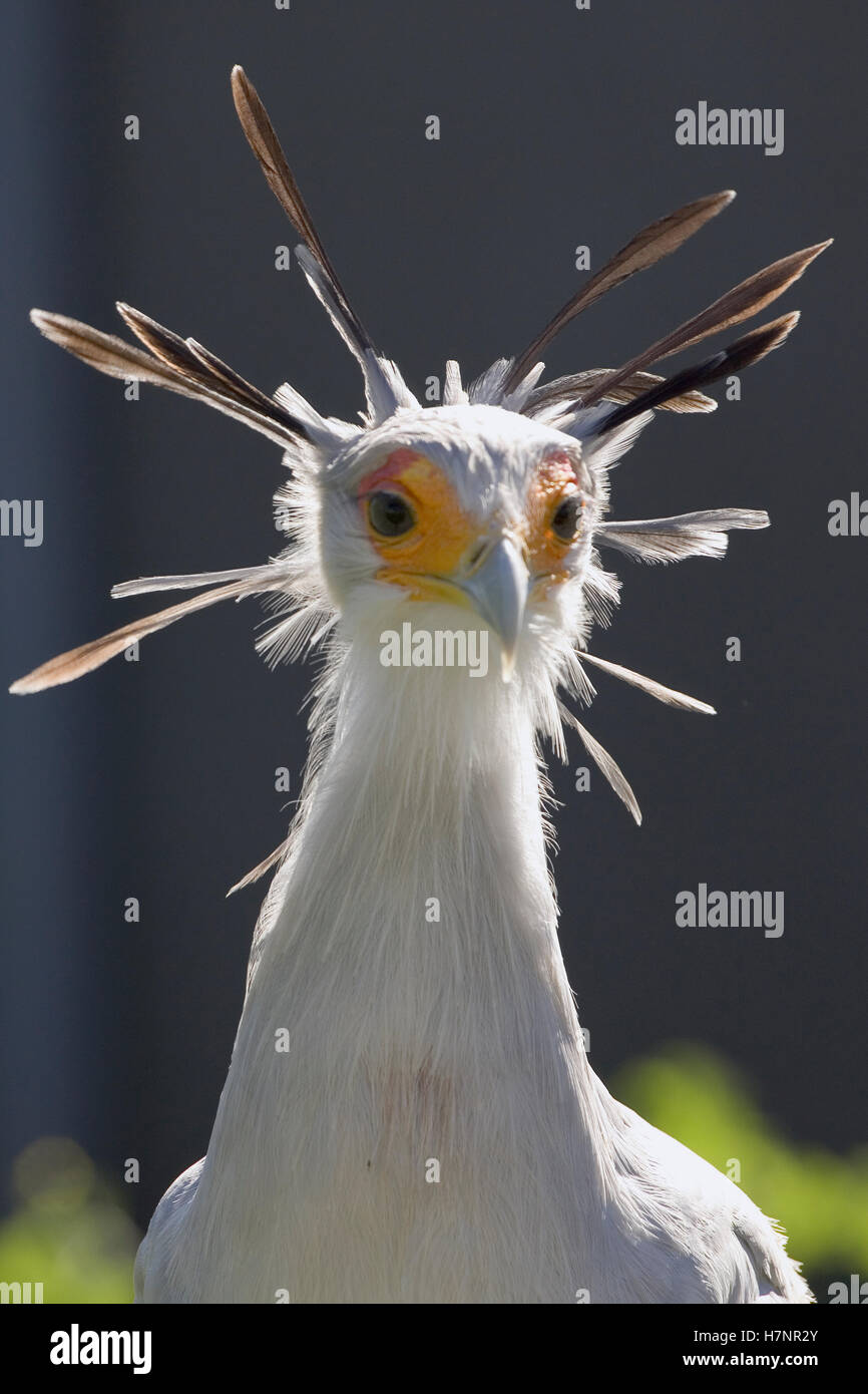 Secretary Bird (Sagittarius serpentarius) portrait showing head crest ...