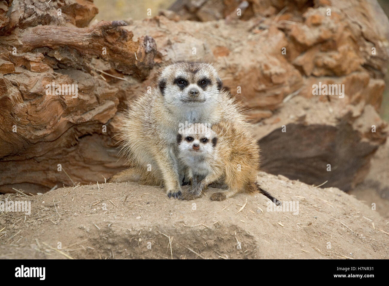 Meerkat (Suricata suricatta) mother and baby, native to southern Africa ...